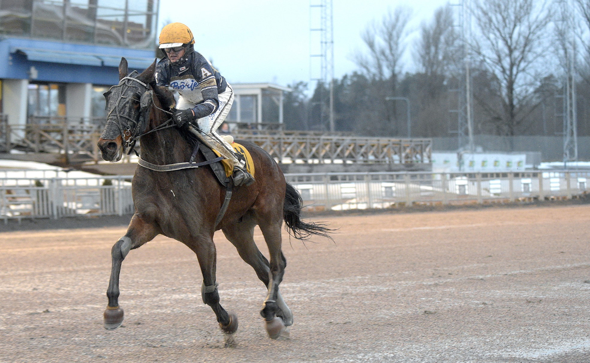 Månadens Häst - Januari 2024